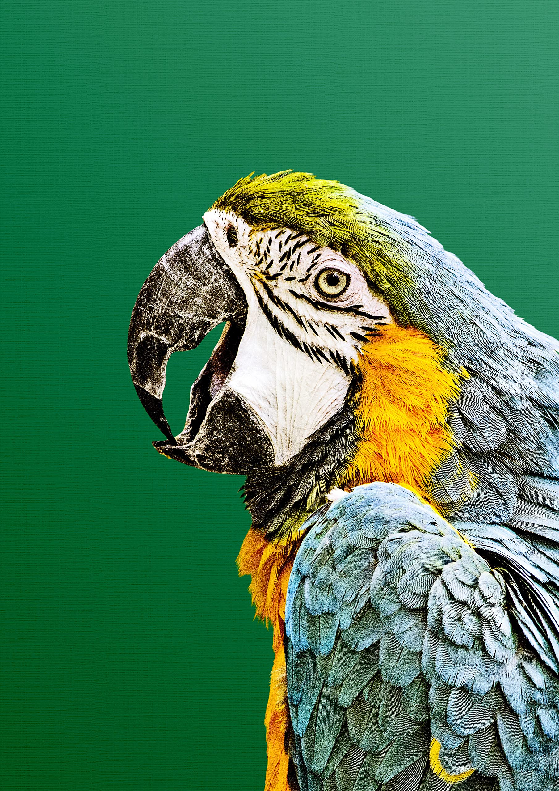 Groene Ara Canvas Rode En Groene Ara Papegaai
