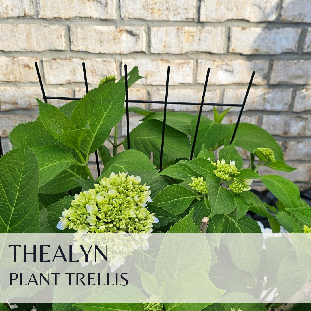 Watch Thealyn Black Plant Trellis for Indoor & Outdoors Review on ...