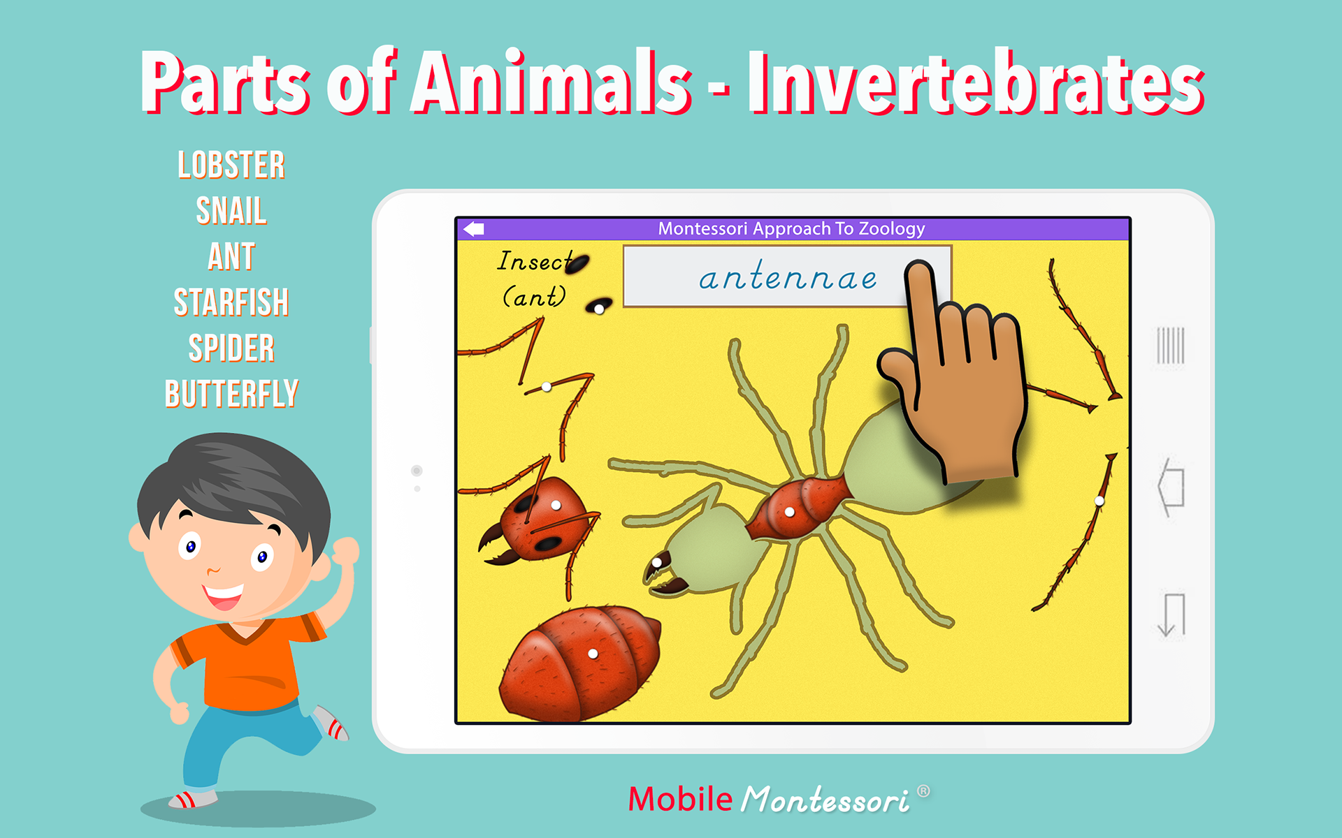 Montessori Zoology - Parts of Animals - Invertebrates - App on Amazon ...