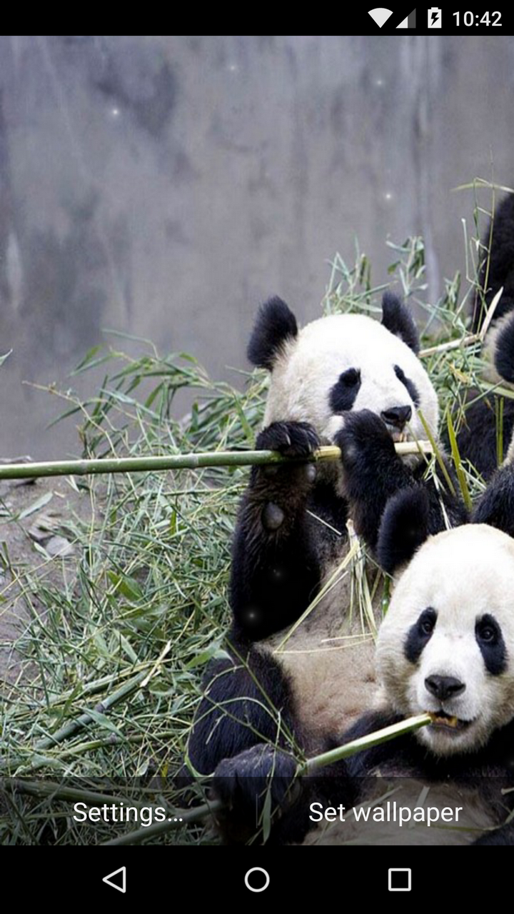 Panda Live Wallpaper HD:Amazon.com:Appstore for Android