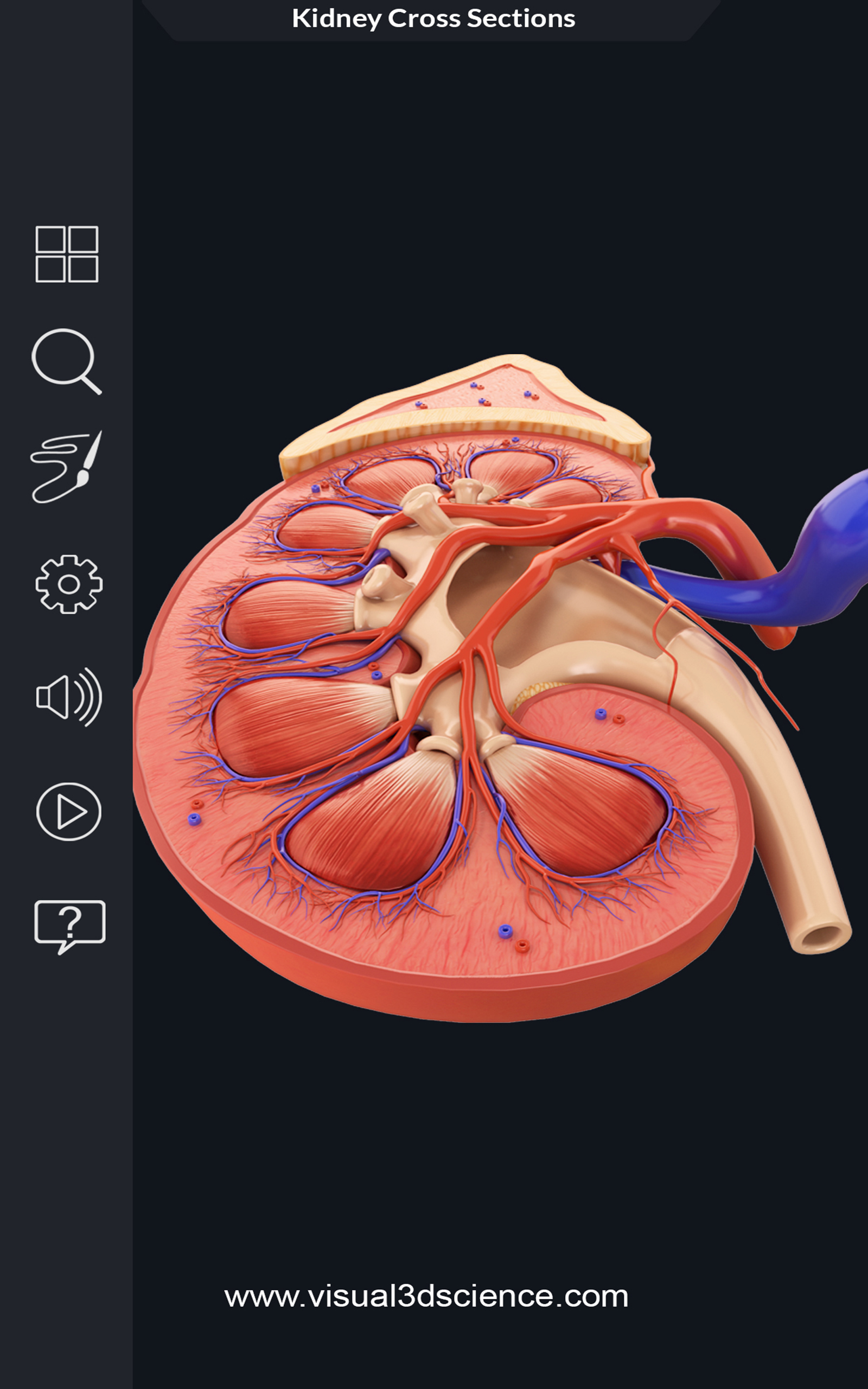 My Urinary System:Amazon.co.uk:Appstore for Android