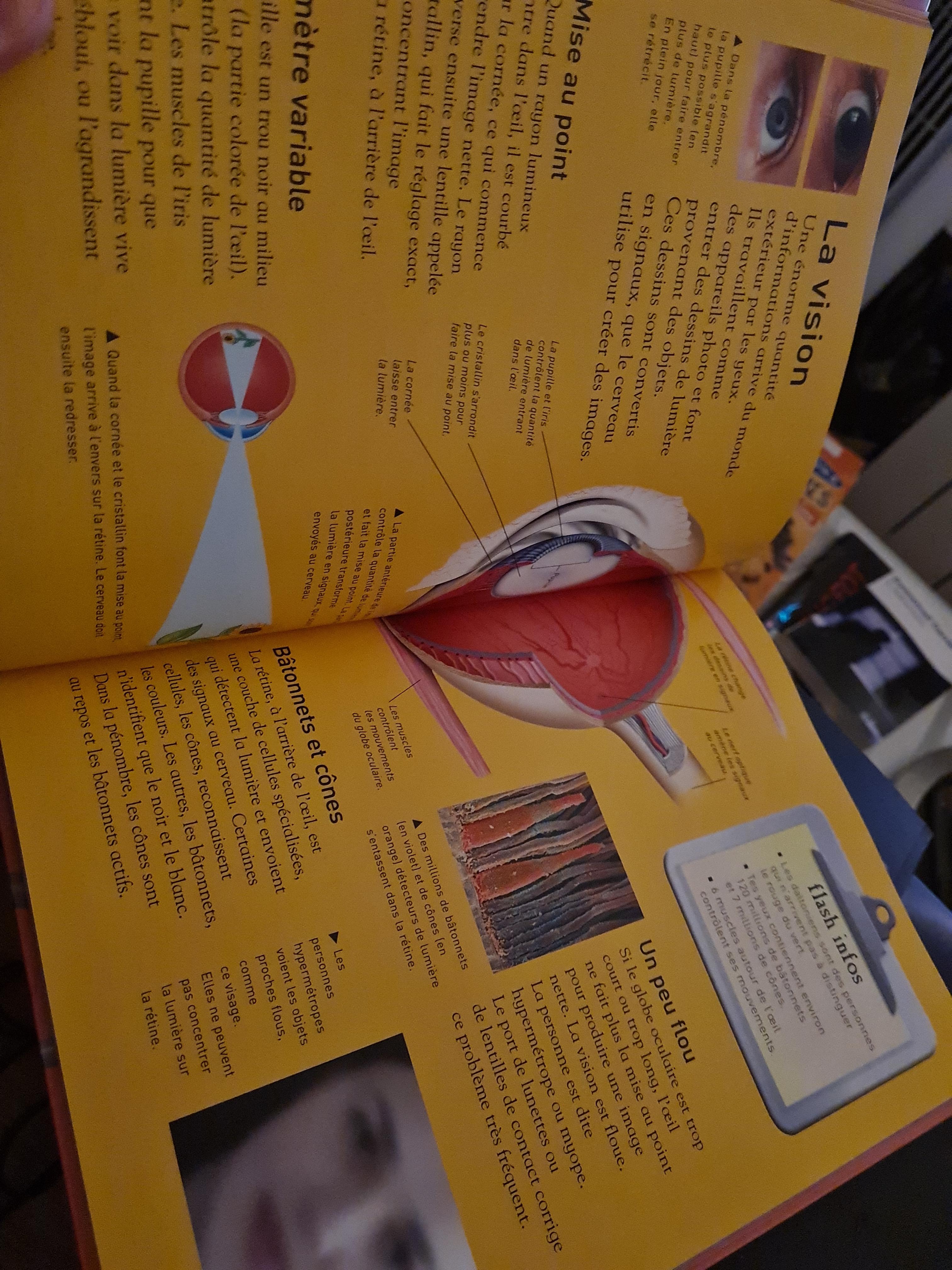 Amazon.fr - Tout sur le corps humain - Livre documentaire - Dès 7 ans ...