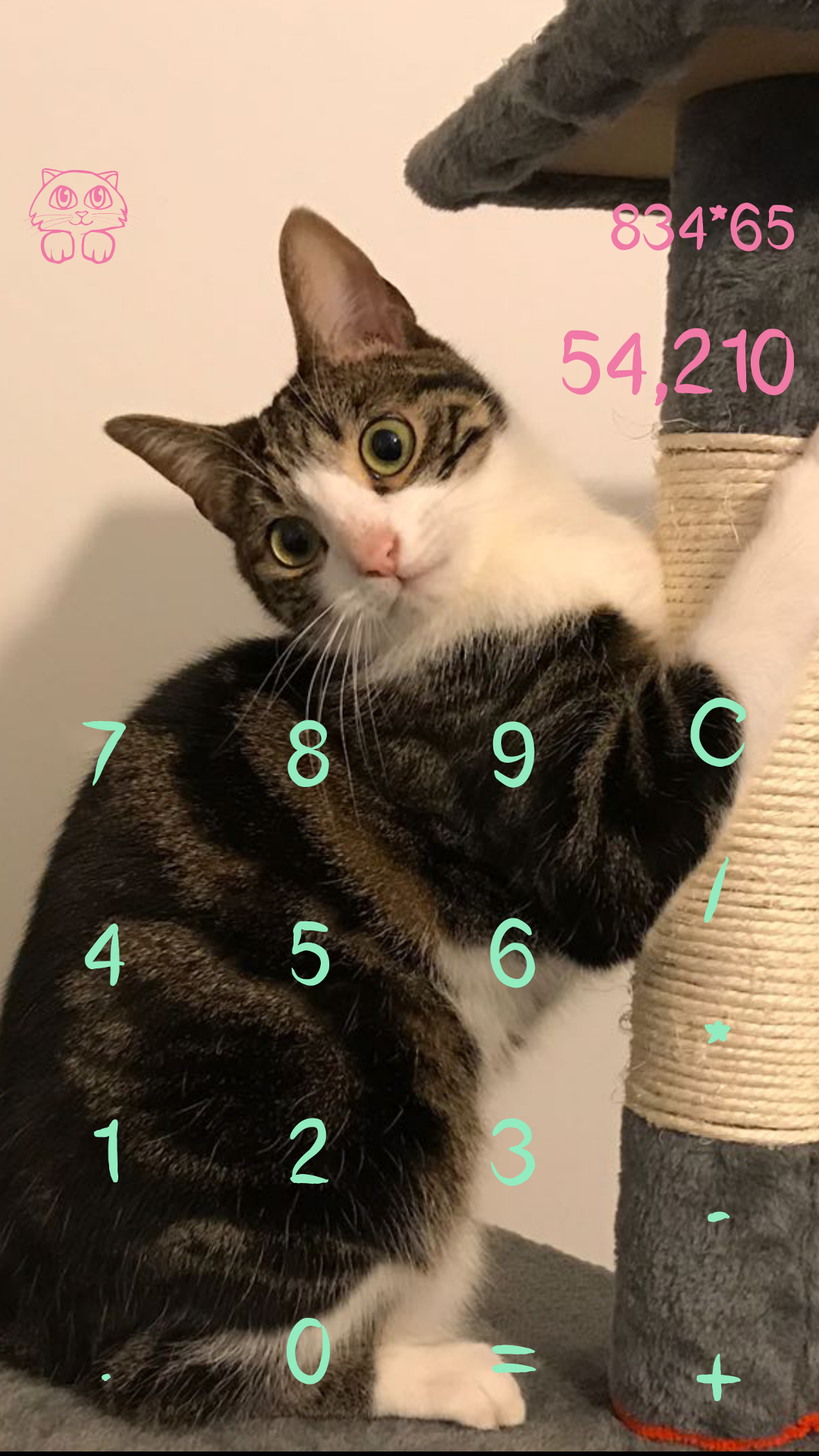 Cat Calculator - App on the Amazon Appstore