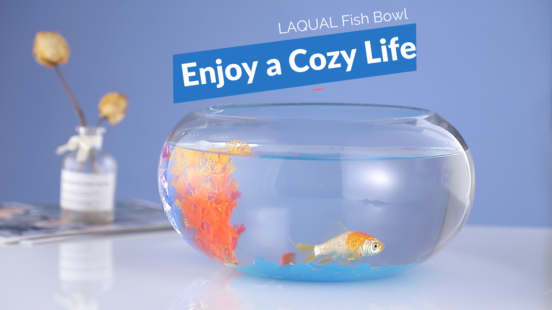 Snapklik.com : LAQUAL 2 Gallon Glass Fish Bowl