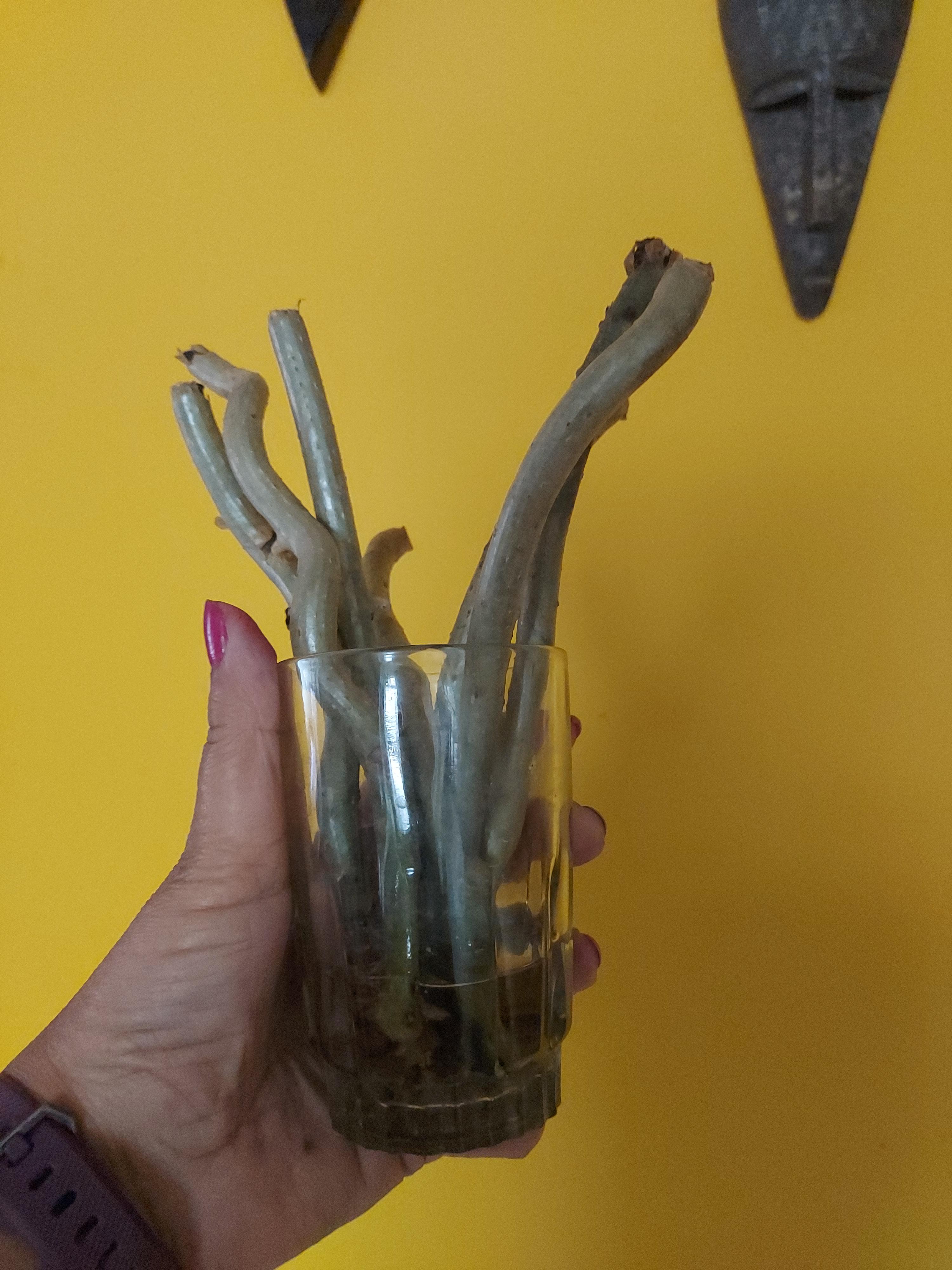 YOTOVA Natural Giloy Neem Tree Guruch Gulvel Guduchi Fresh Plant Stems ...