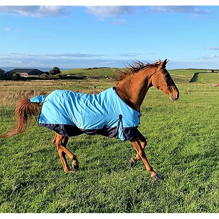 600D Light Weight Waterproof Horse Turnout Rug 100g Fill : Amazon.co.uk ...