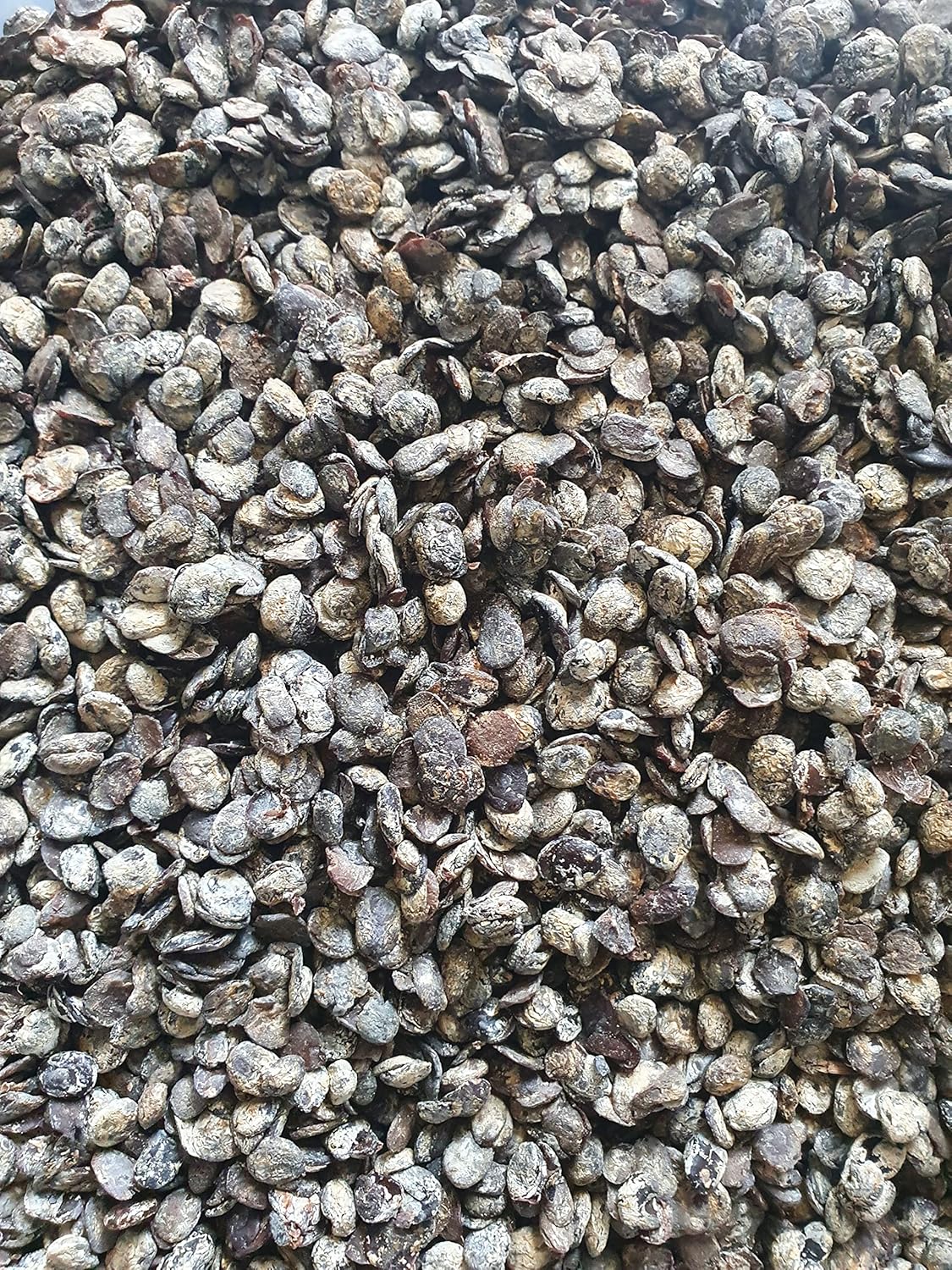 Sun Dried Whole Locust Beans (Iru Woro) 500g for £25 : Amazon.co.uk ...
