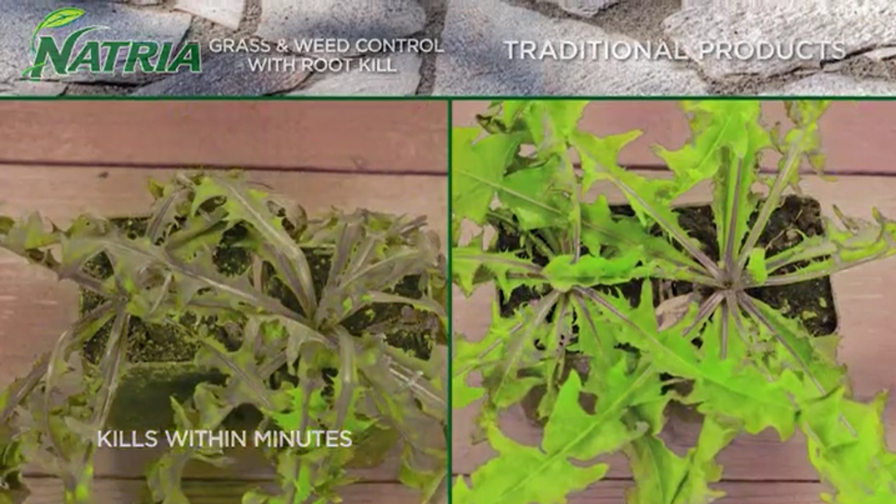 Watch Natria Grass & Weed Control with Root Kill on Amazon Live