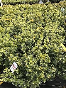 Amazon.com : Dense Spreading Yew (Taxus x Media 'Densiformis') : Patio, Lawn & Garden