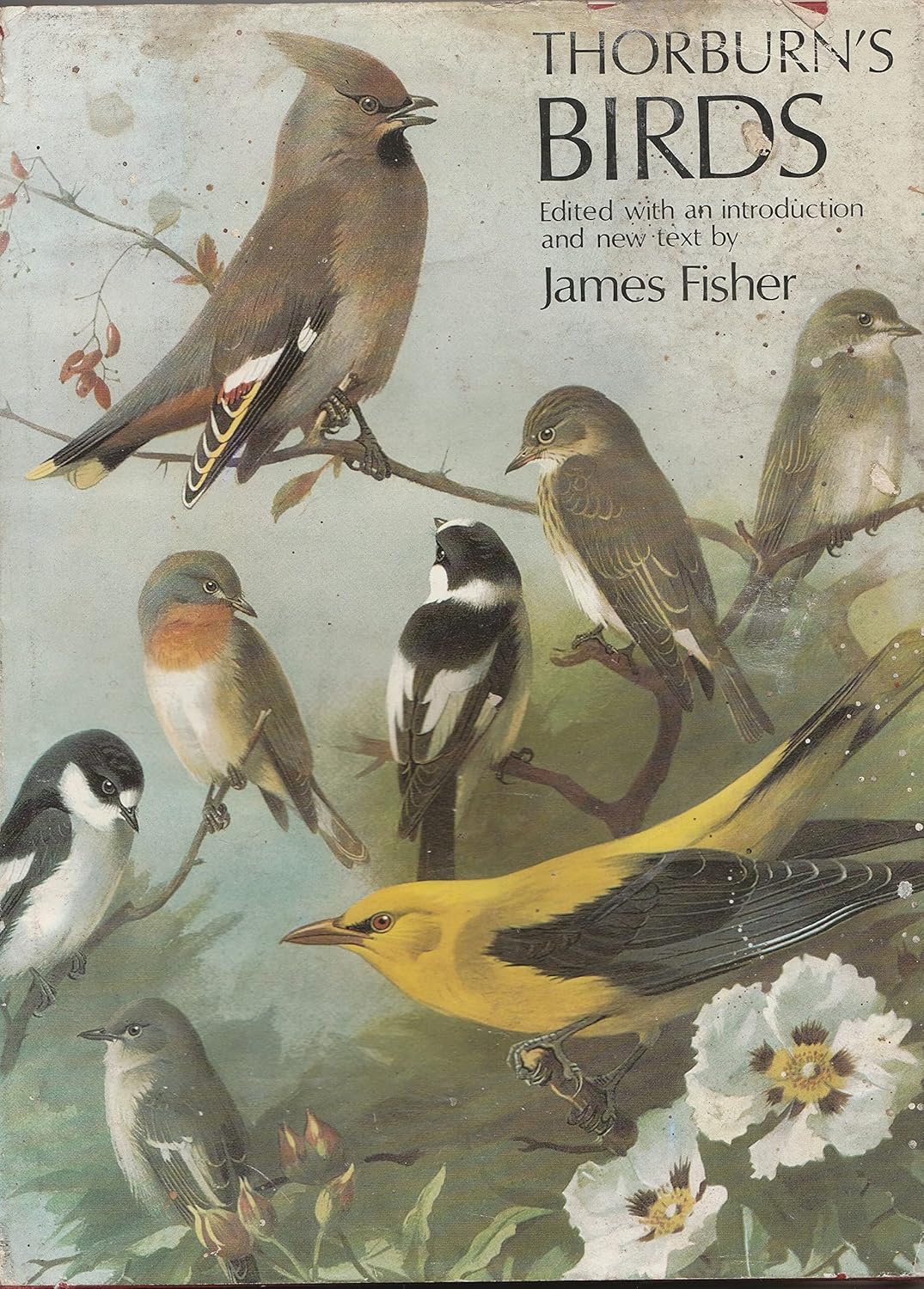 Thorburn's Birds: James. Edited By. Fisher: Amazon.com: Books