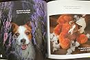All Dogs Have ADHD: An Affirming Introduction to ADHD: Hoopmann, Kathy ...