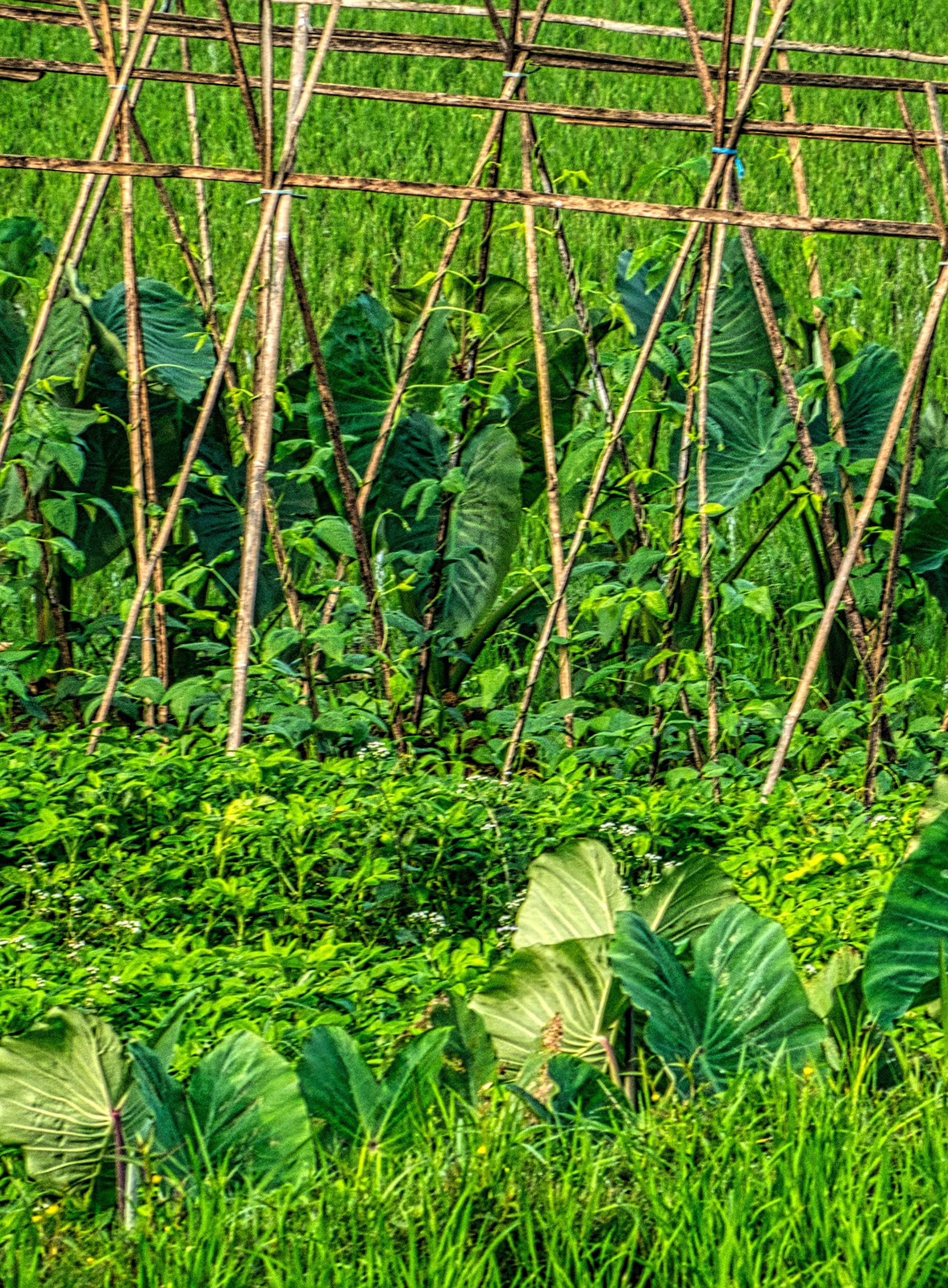 Bamboo Greenhouse Plans A One Day Plan To Enjoy Seasonal Bamboo Shoots