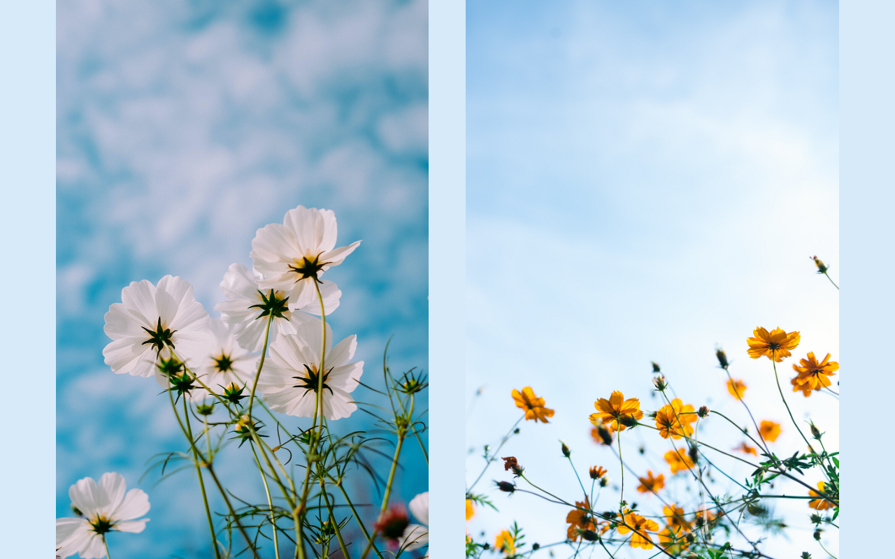 Flowers Wallpapers and Backgrounds - App on Amazon Appstore