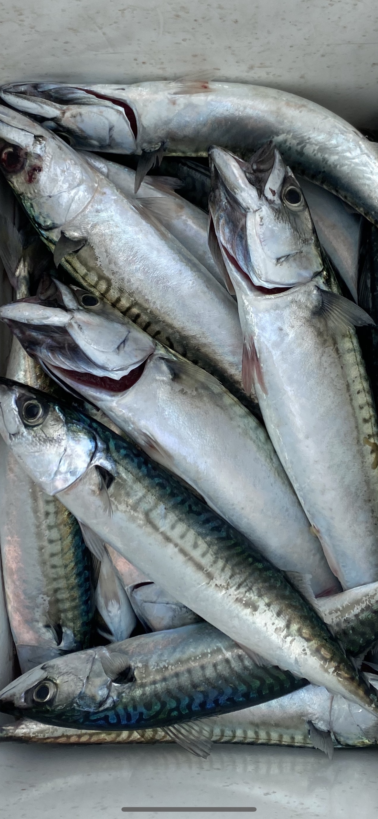 Rodeel 6 Packs/30 Hooks Mackerel Feathers Sea Boat Beach Pier Lure ...