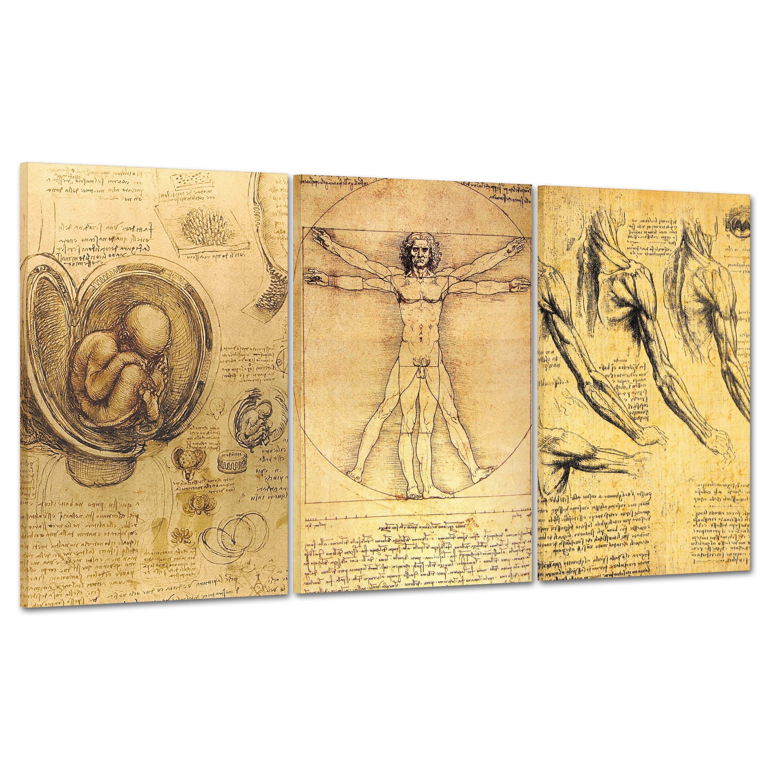 L39homme De Vitruve Par Lonard De Vinci Léonard De Vinci, Les