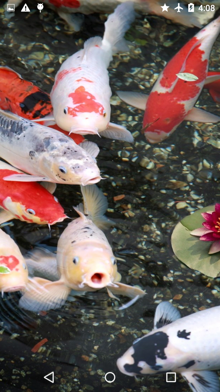 Koi Puzzle and Live Wallpaper - App on Amazon Appstore