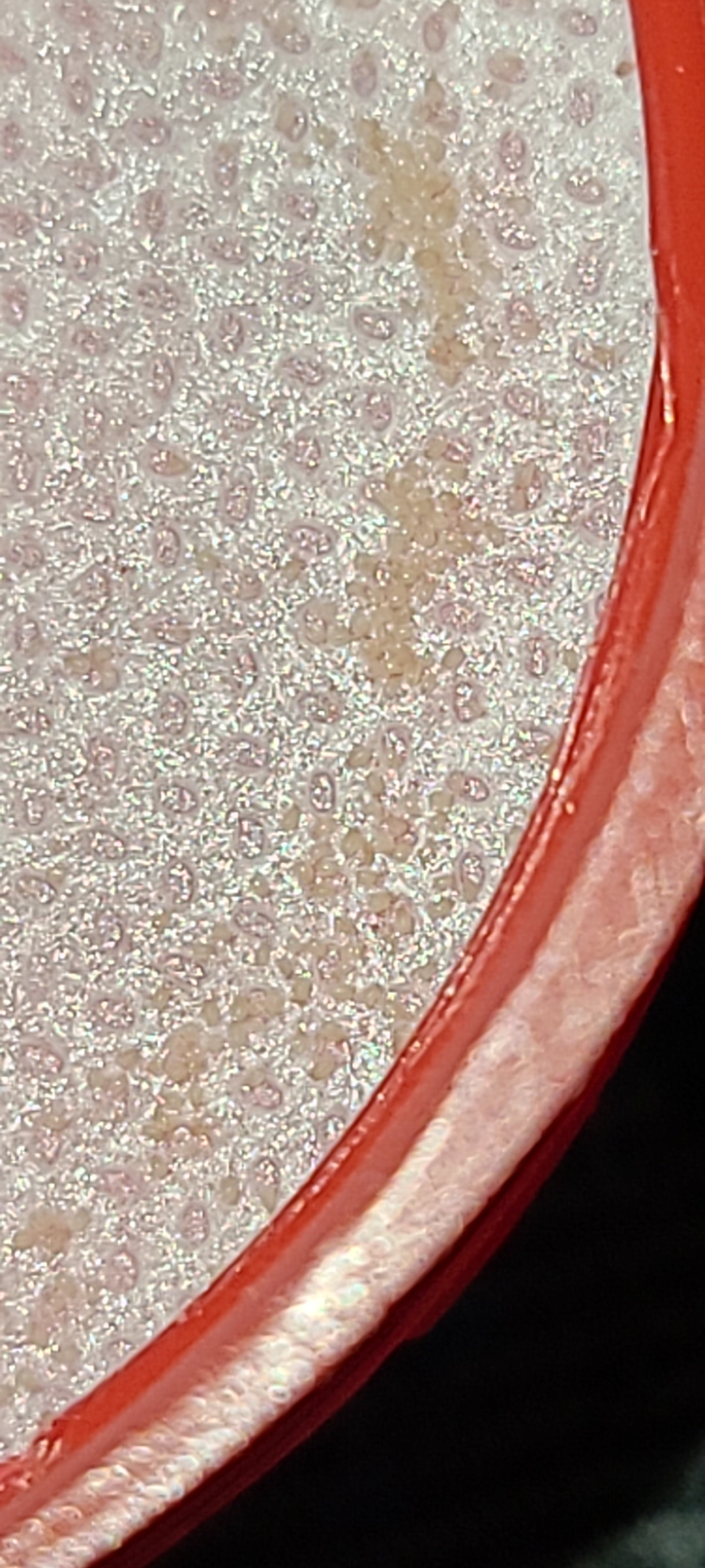 Amazon.com : 5,000 Live Neoseiulus (Amblyseius) Californicus : Patio ...