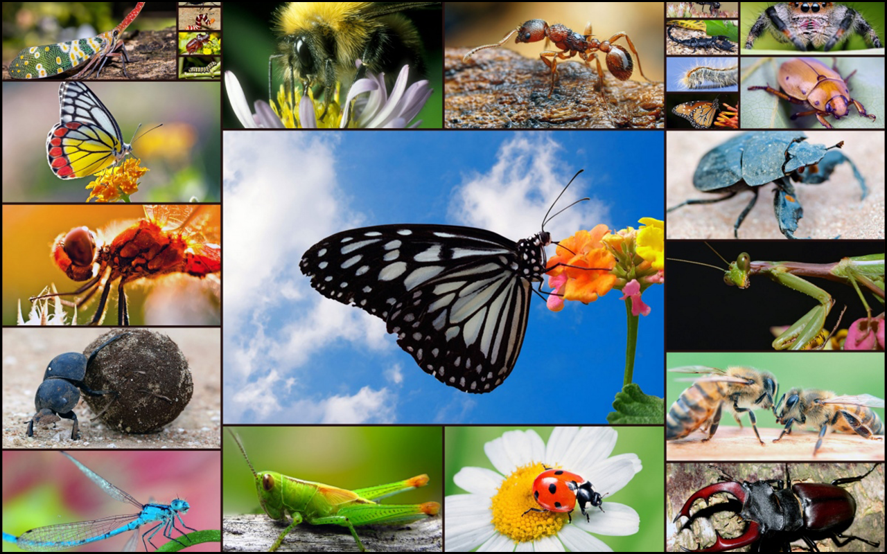 Insects and Bugs Puzzles for Kids - Fun and Educational HD Jigsaw ...
