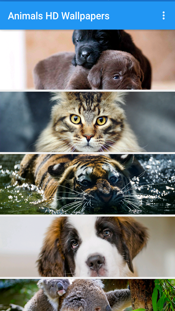Animals HD Wallpapers - Application sur Amazon Appstore
