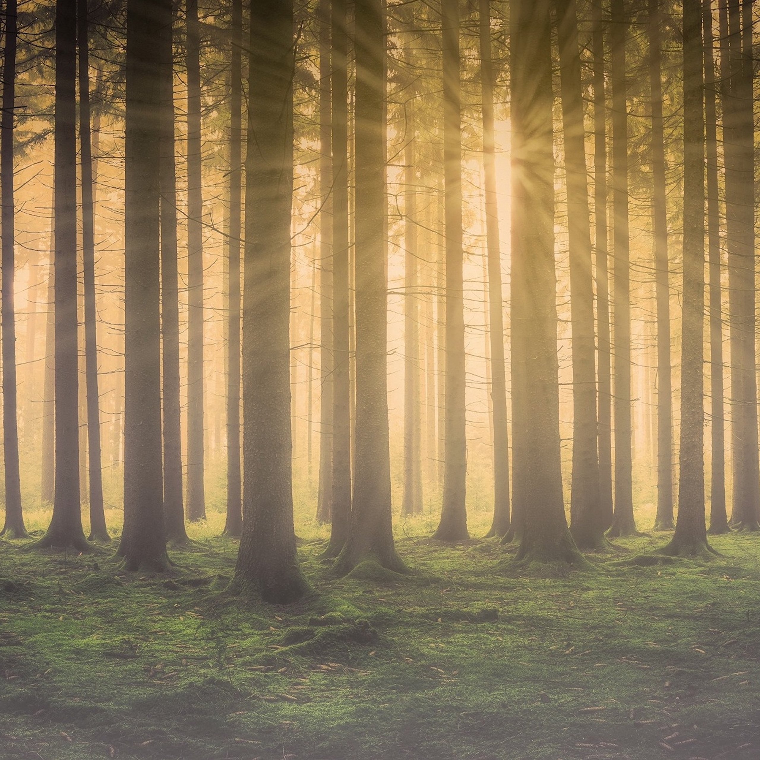 Bayou at Dusk song by Zen Meditation and Natural White Noise and New ...