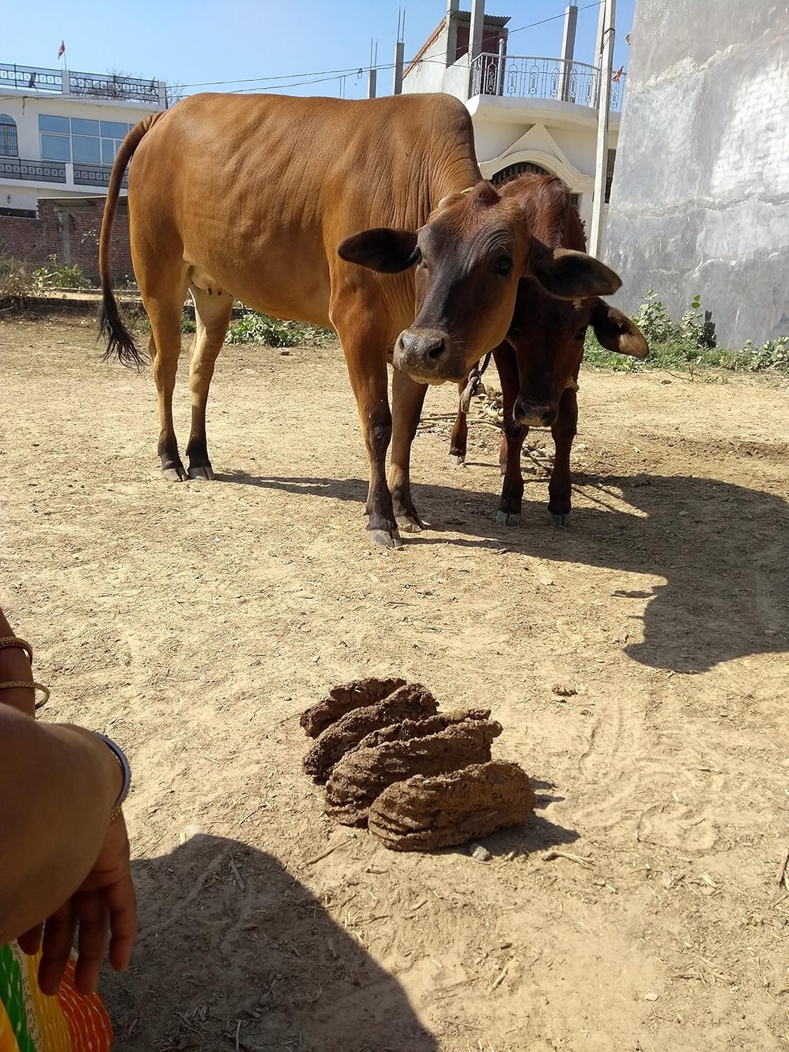 5 Pieces of DESI Cow Dung Cake UPLA Sold by HANUMAT GRIH UDYOG : Amazon ...