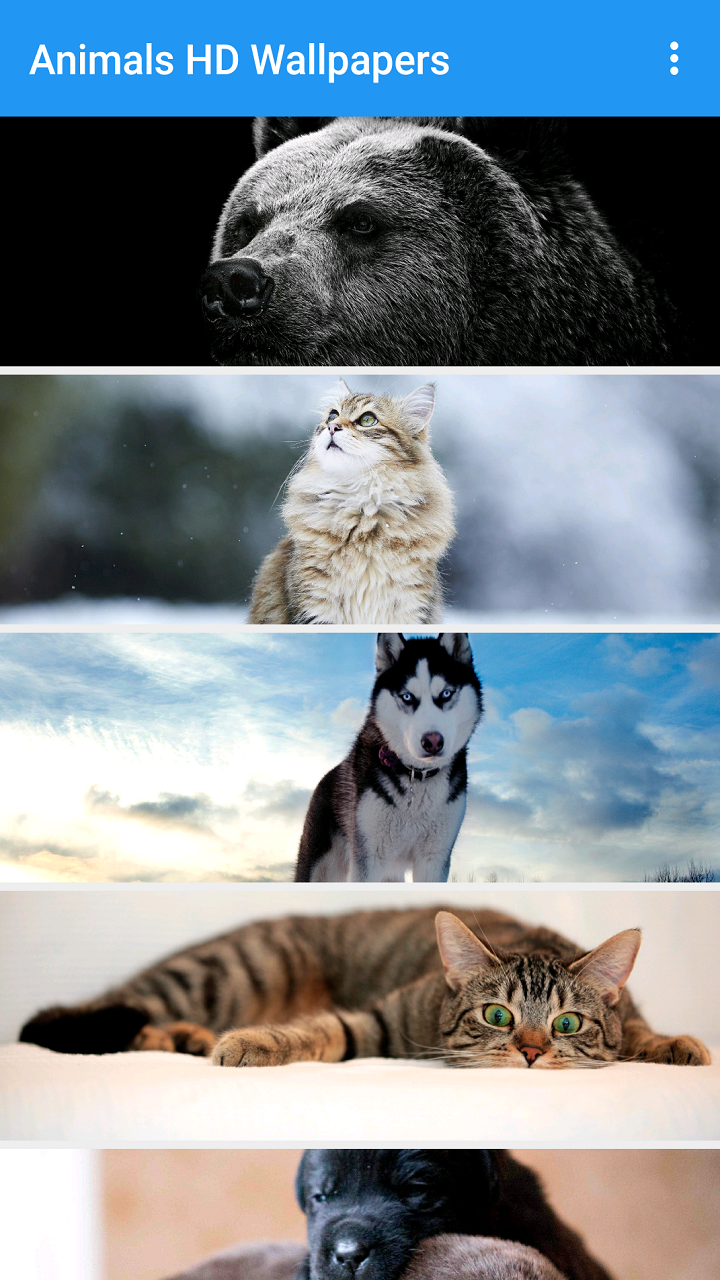 Animals HD Wallpapers - Application sur Amazon Appstore