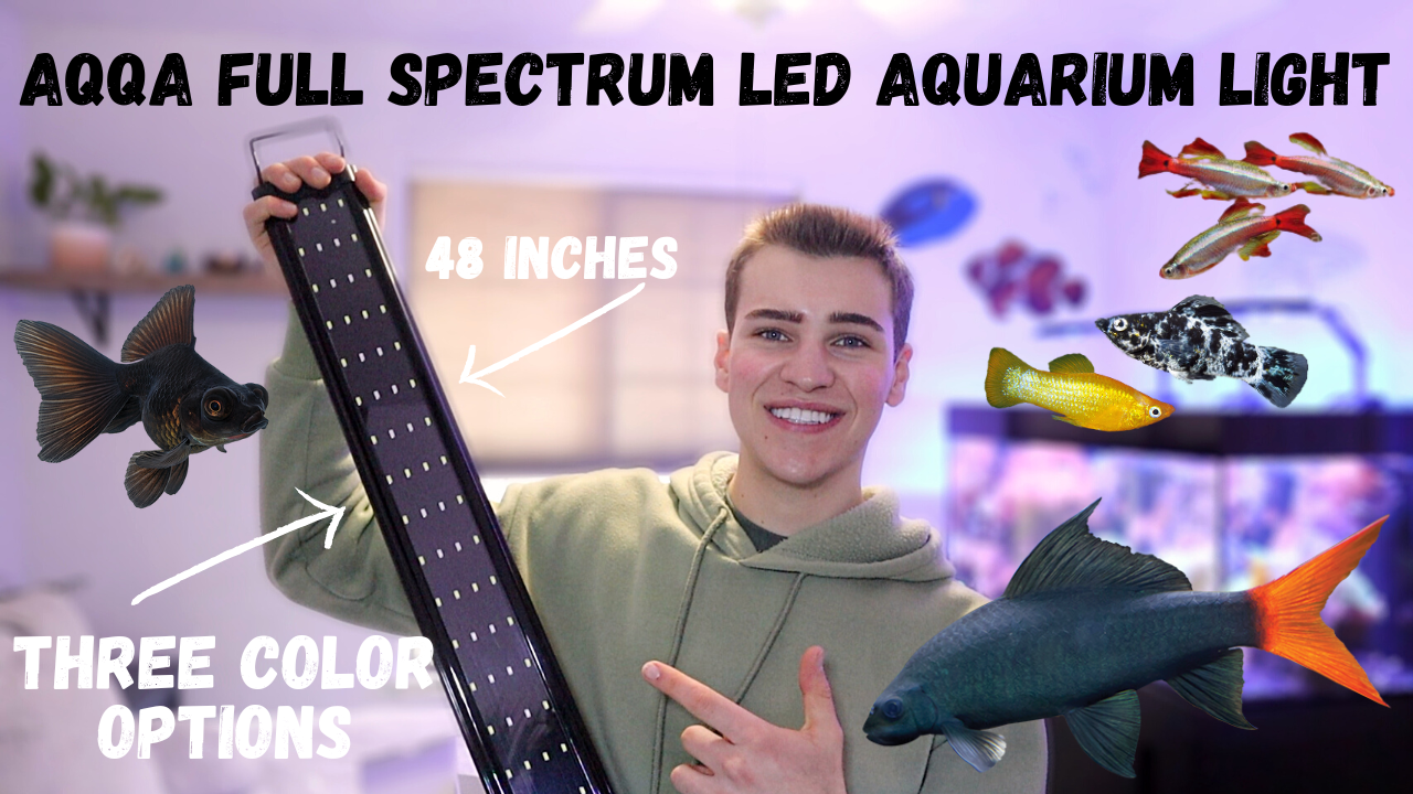 Watch AQQA Aquarium Light ﹙Full Spectrum LED﹚ 48 Inch on Amazon Live