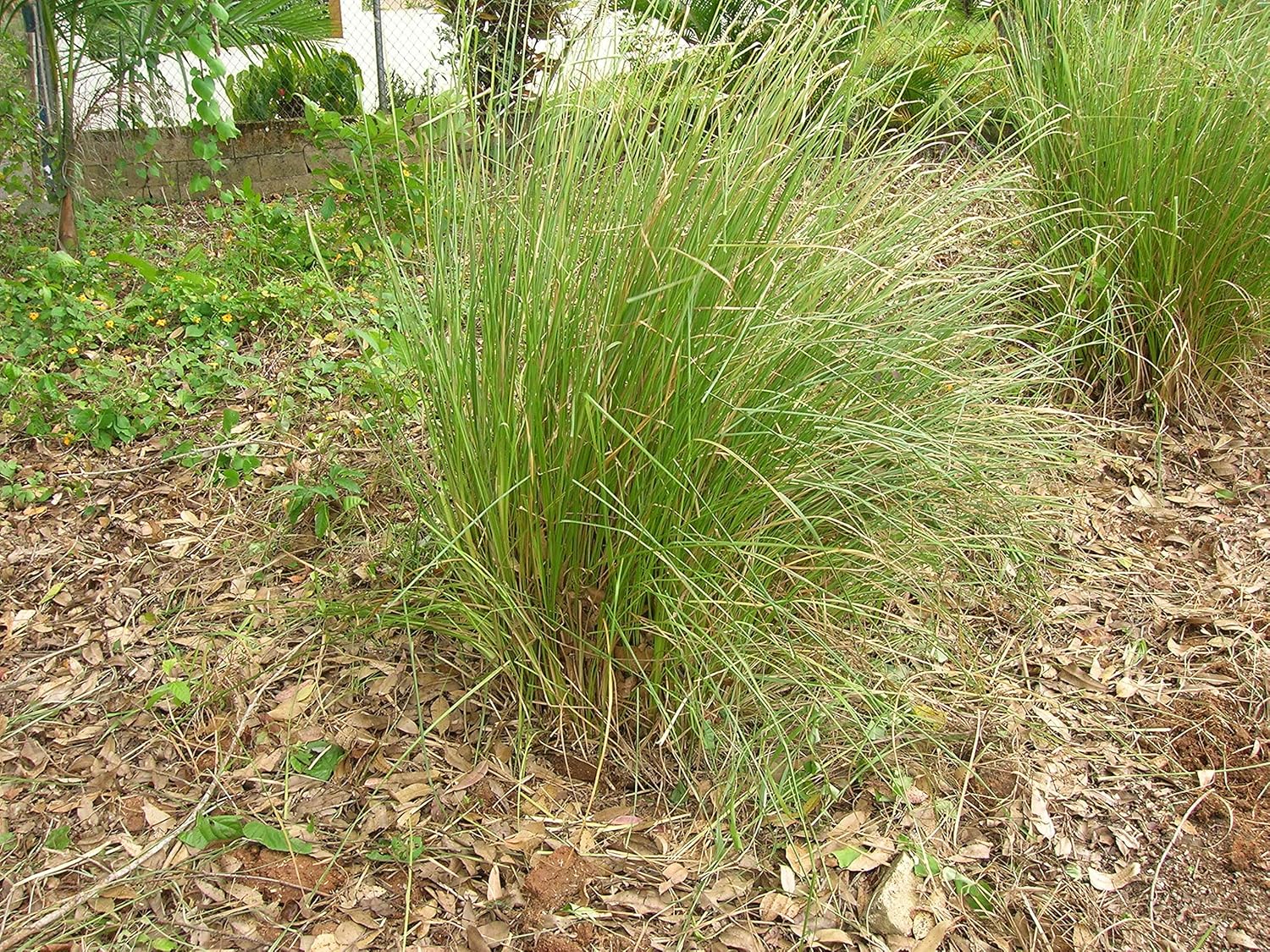 Kapebonavista® Khas Khuskhus Sandalwood fan Bena Sevendra Khas ...