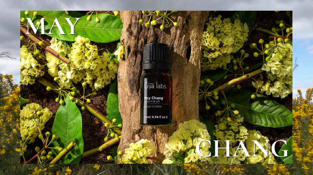 Watch May Chang Essential Oil - Top 3 Benefits on Amazon Live