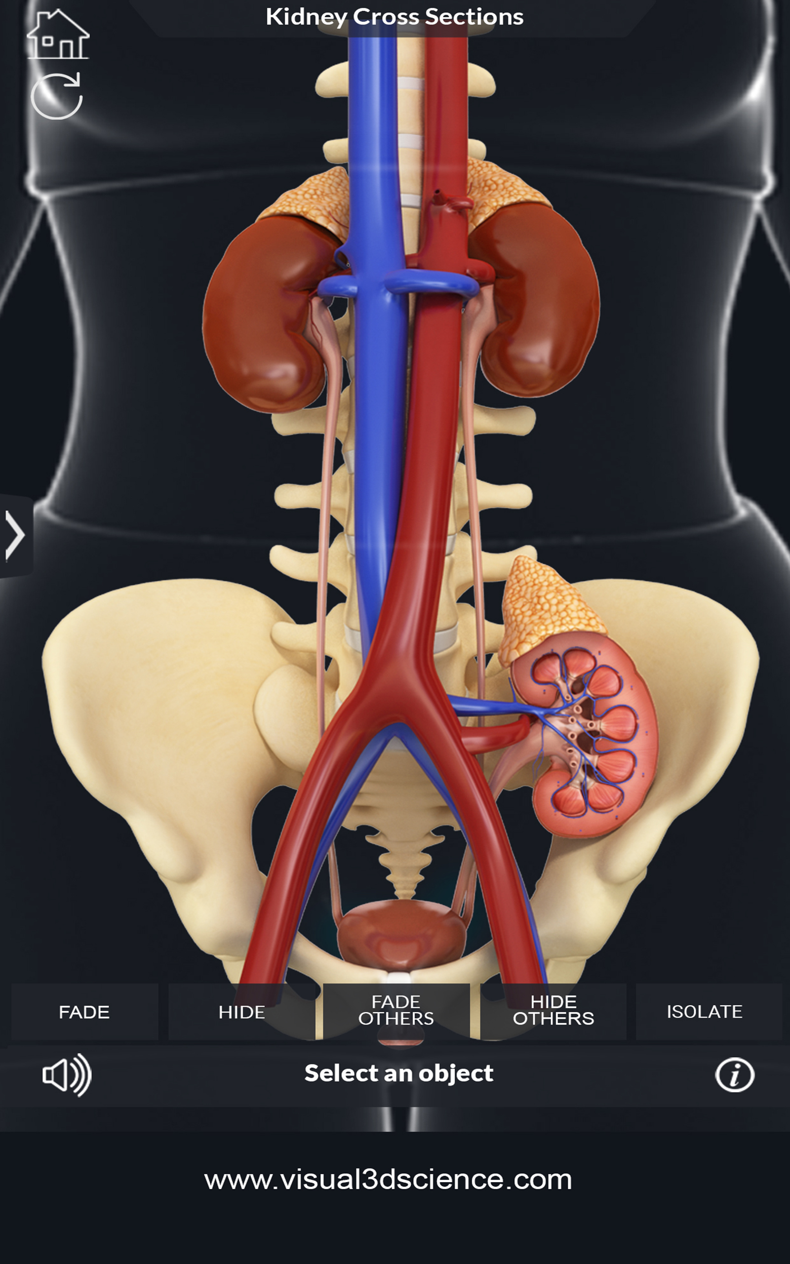 My Urinary System:Amazon.co.uk:Appstore for Android