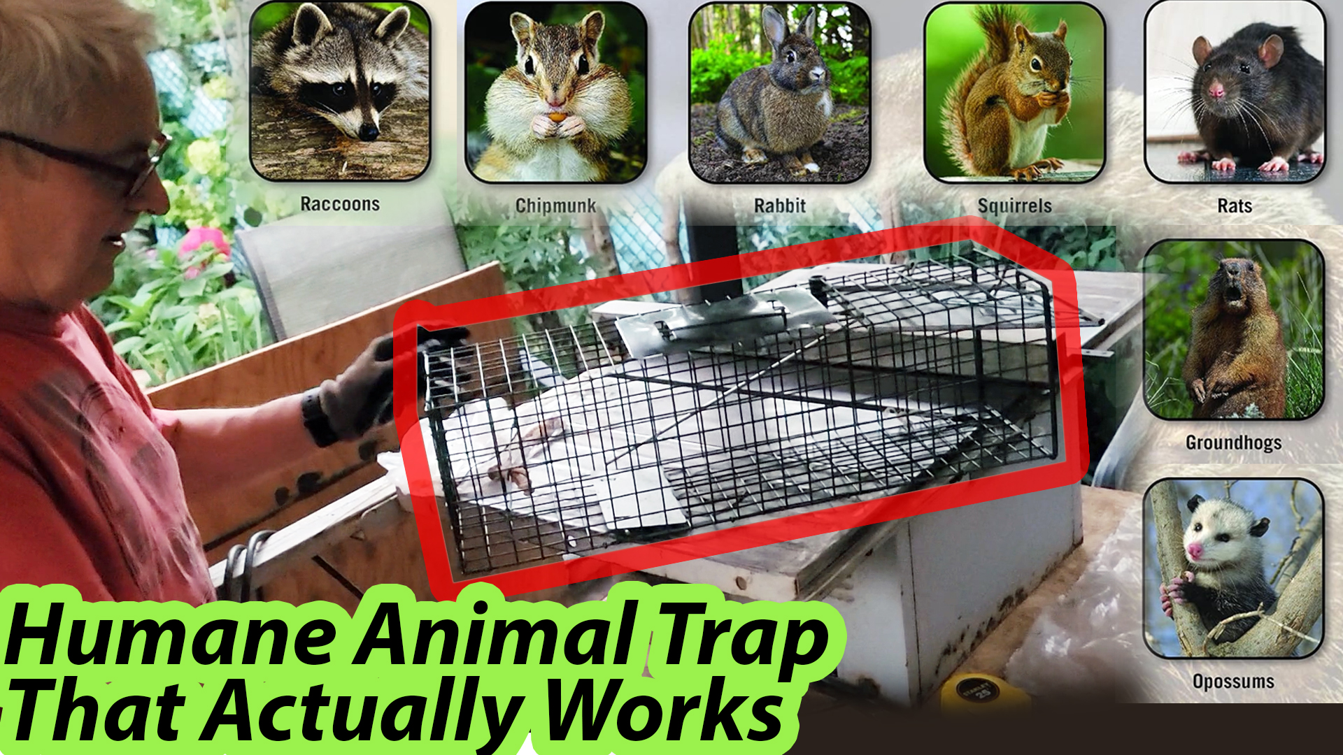 Watch Large Humane Skunk Squirrel Racoon Traps That Actually Work on ...