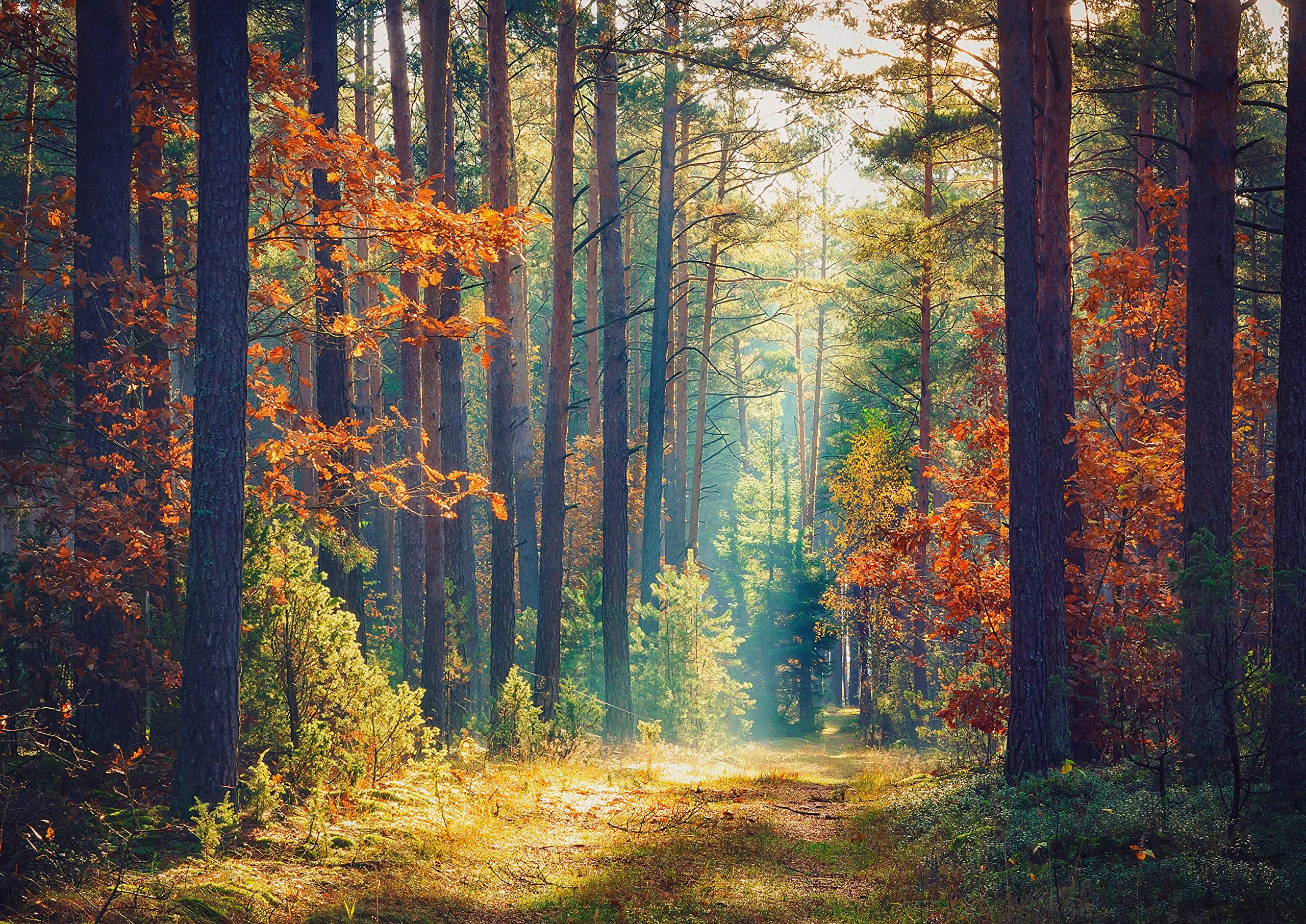 A1 | Pretty Autumn Forest Poster Print 60 x 90cm 180gsm Nature Wall Art ...