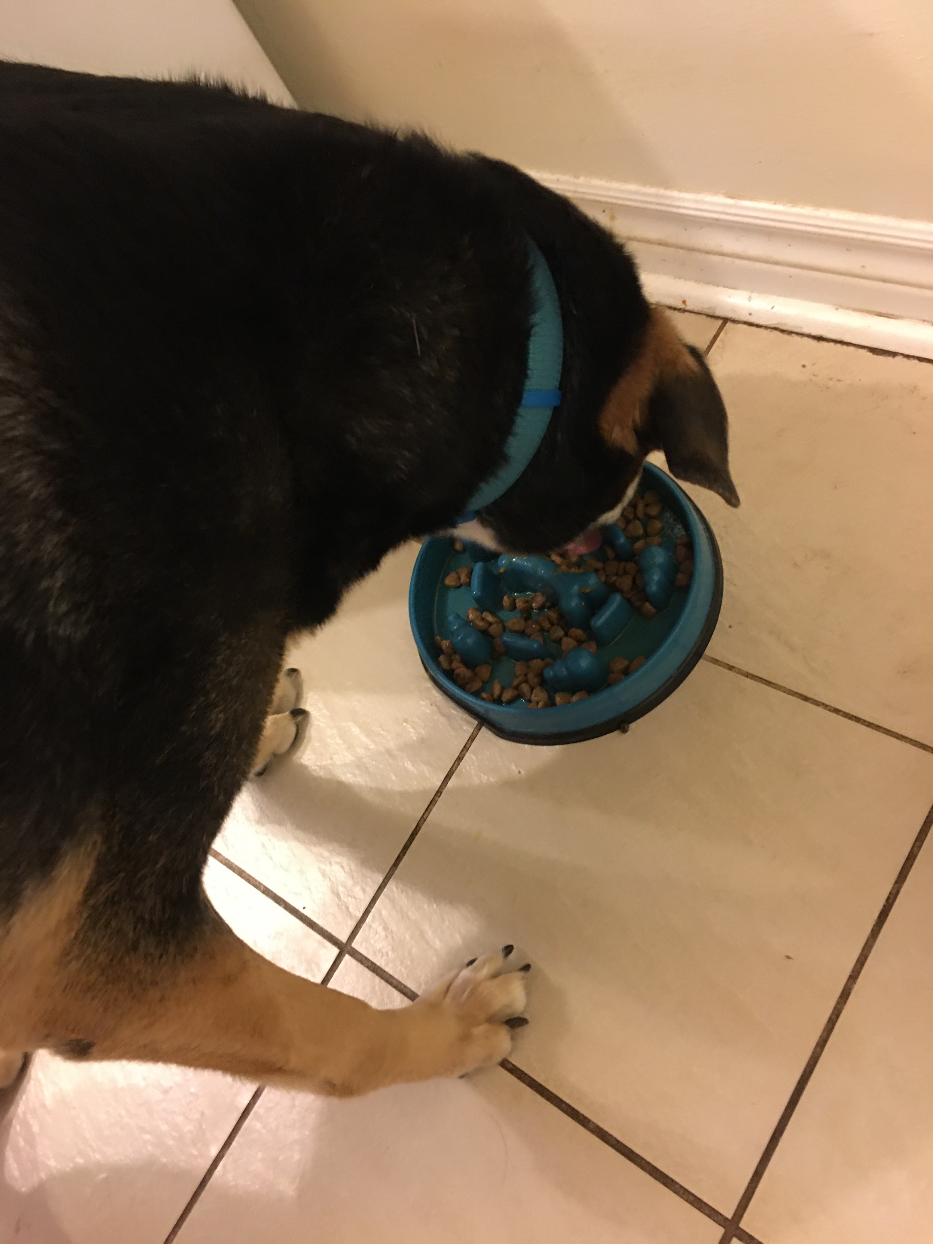 The Honest Kitchen 855089008245 Instant Beef Bone Broth for Cats and ...