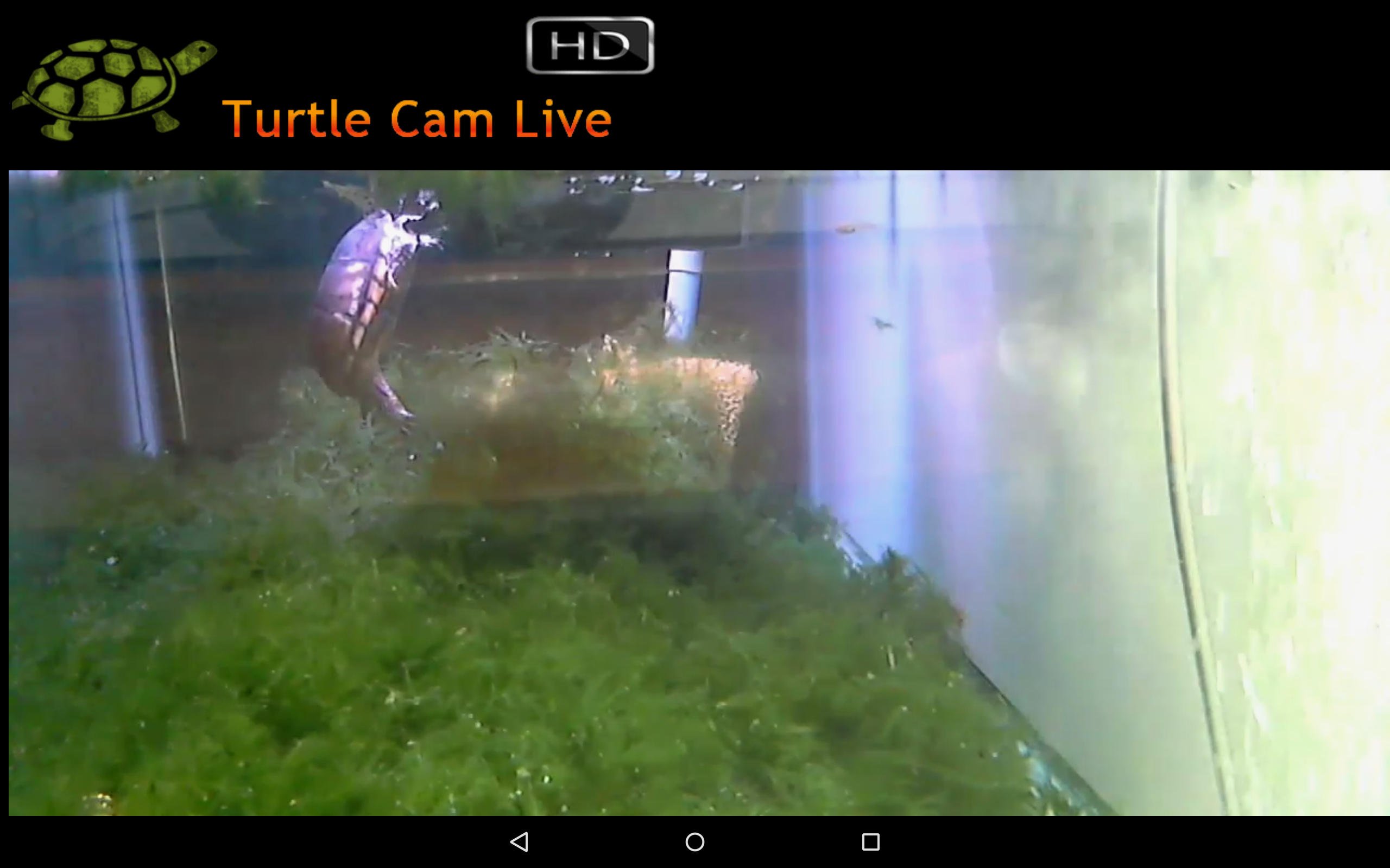 Live Turtle Cam HD - App on Amazon Appstore