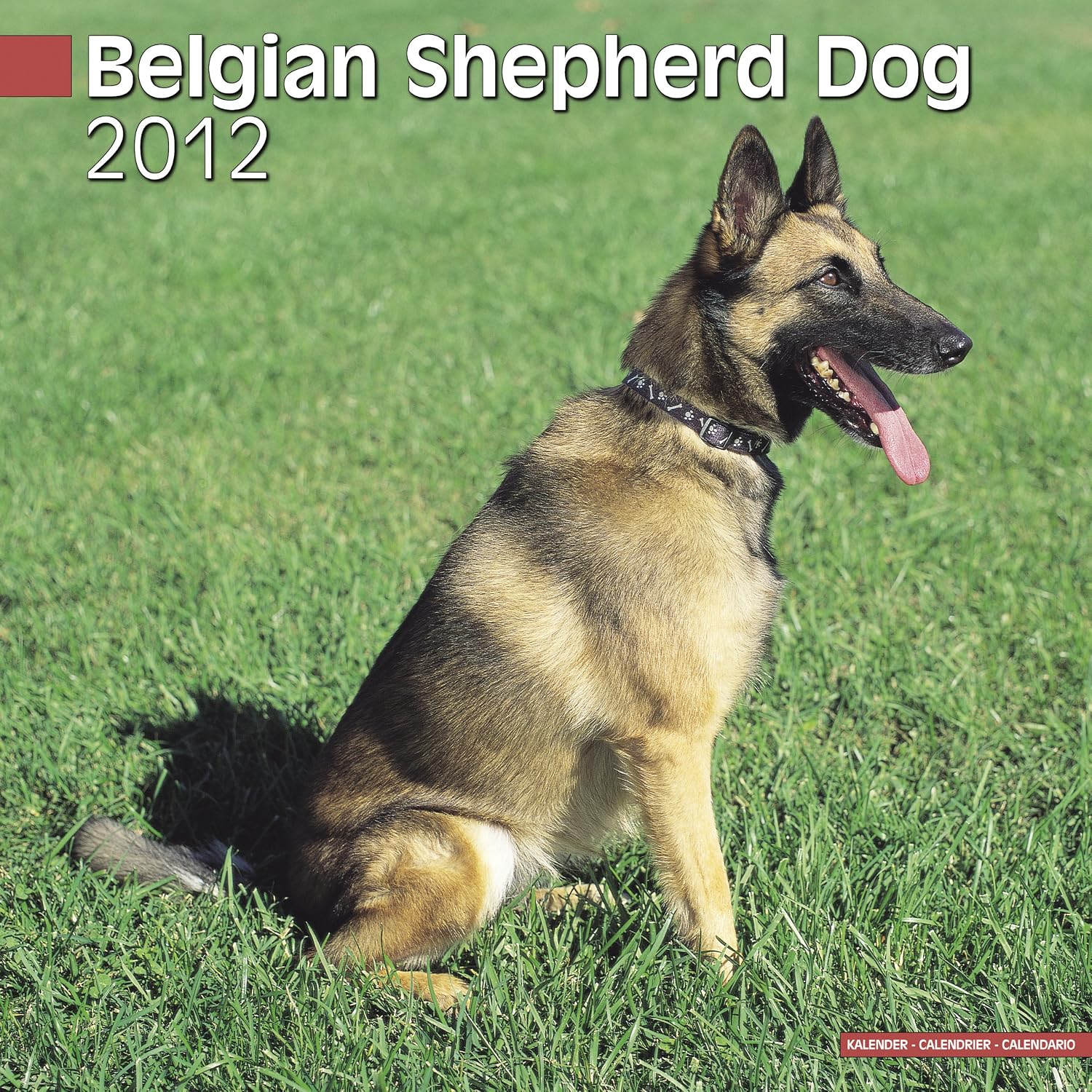 Belgian Shepherd 2012 Wall Calendar #10112-12: Pet Prints, Inc ...