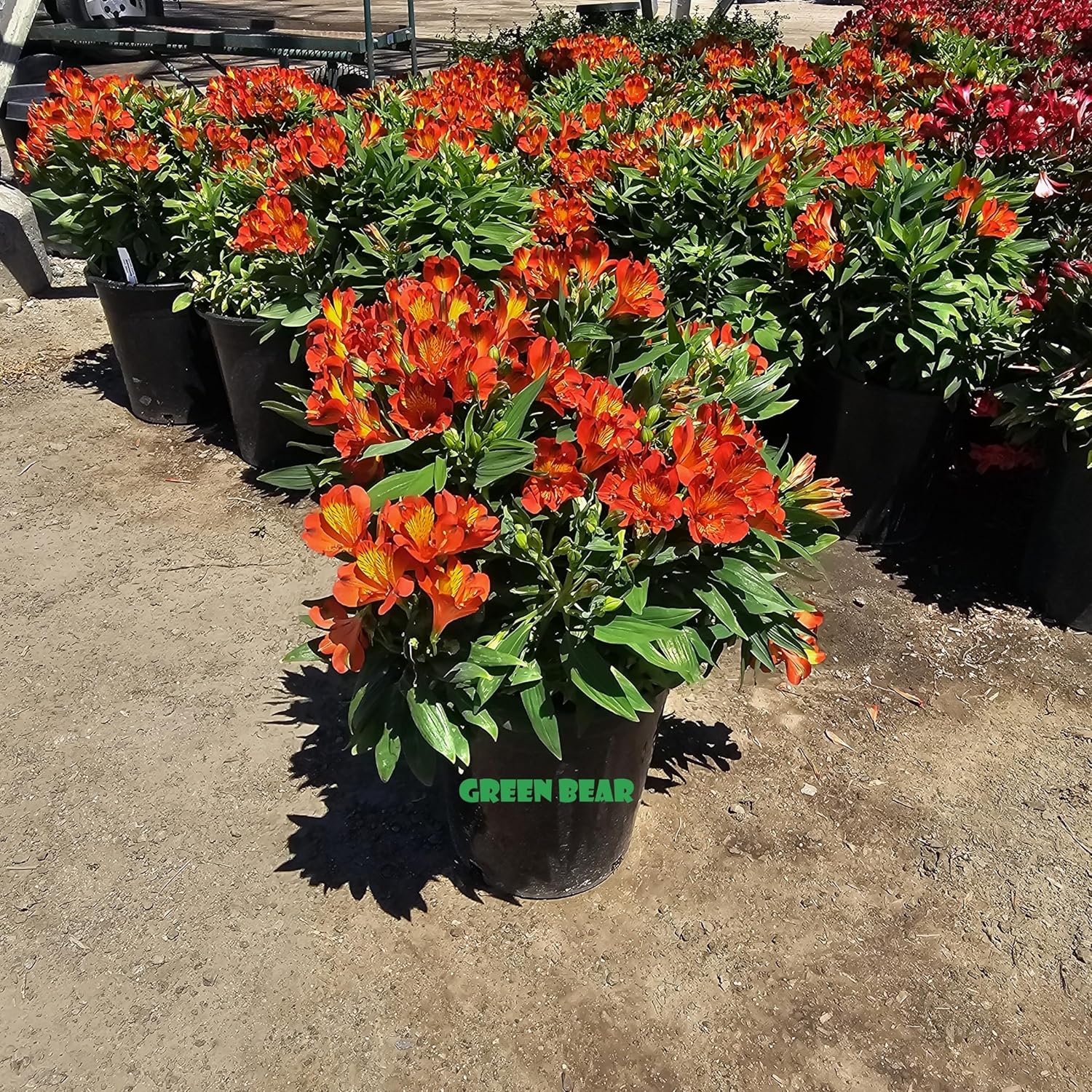 Amazon.com : Inca Alstroemeria Peruvian Lily Plant, Potted (Orange/red ...