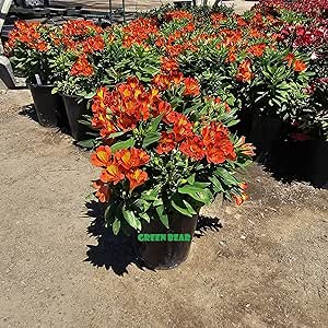 Amazon.com : Inca Alstroemeria Peruvian Lily Plant, Potted (Orange/red ...
