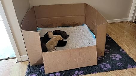 How Do You Make A Whelping Box Out Of Cardboard