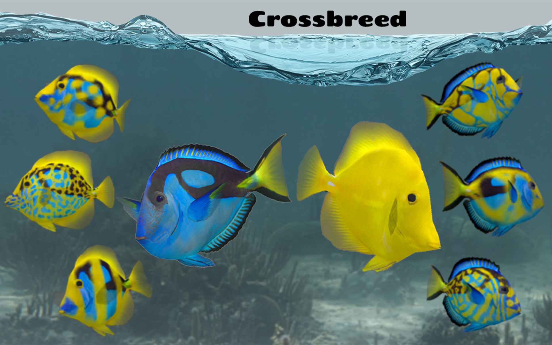 Fish Farm 2 - Application sur Amazon Appstore