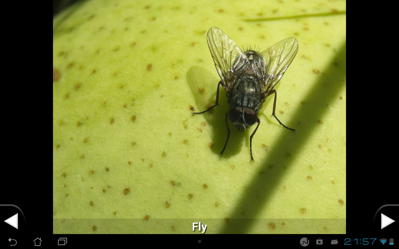Toddler Animal Sounds and Pictures : Learn listen and touch for ...