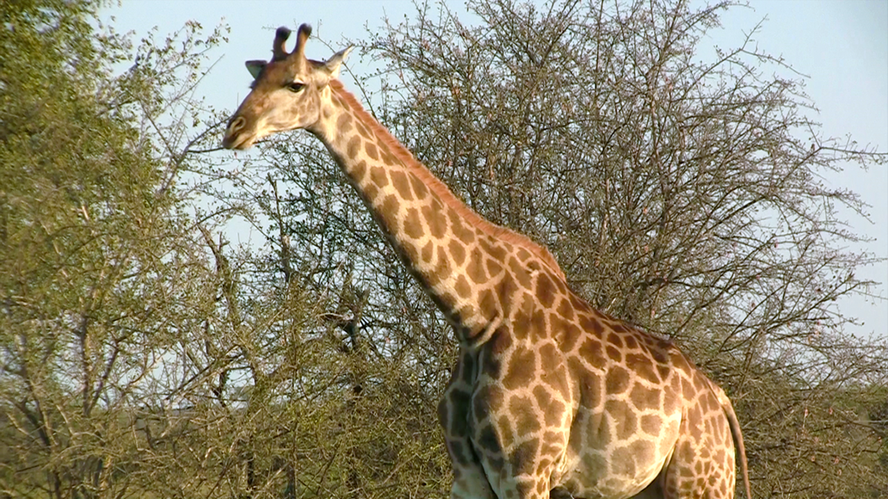 Video Touch - Wildlife - App on Amazon Appstore