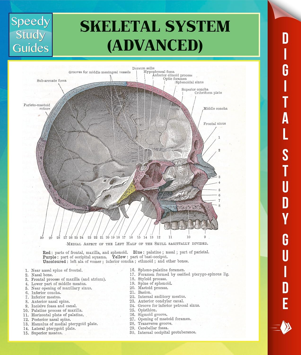 Skeletal System Advanced Speedy Study Guides , Publishing, Speedy ...