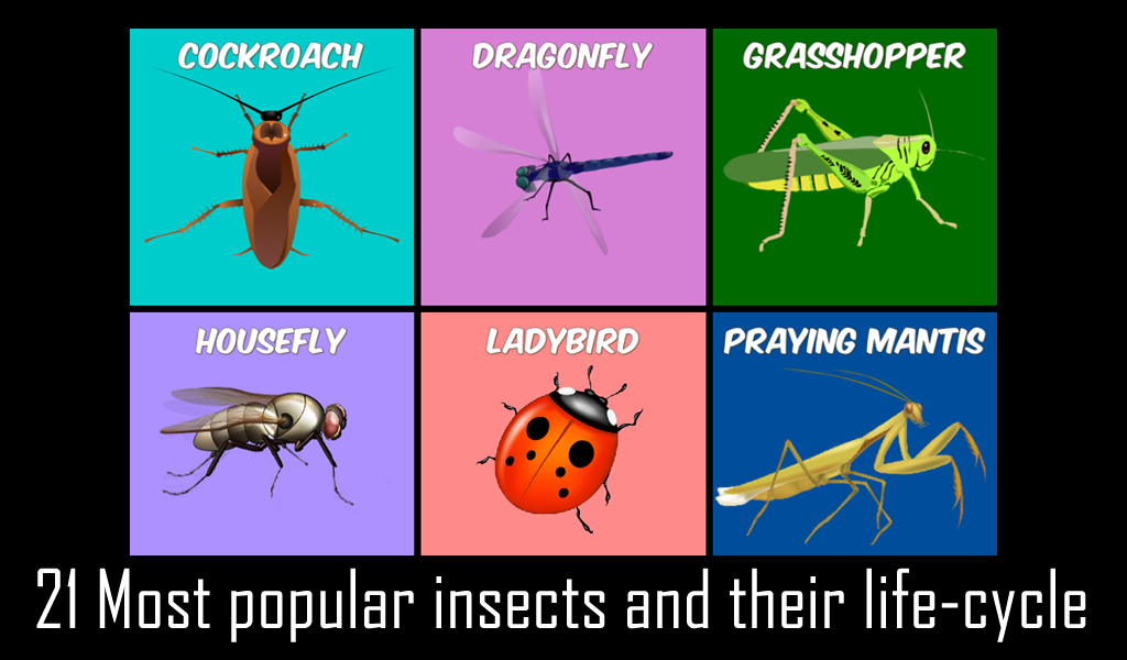 Animals Life Cycle - Insects and Arachnids Free - App on Amazon Appstore