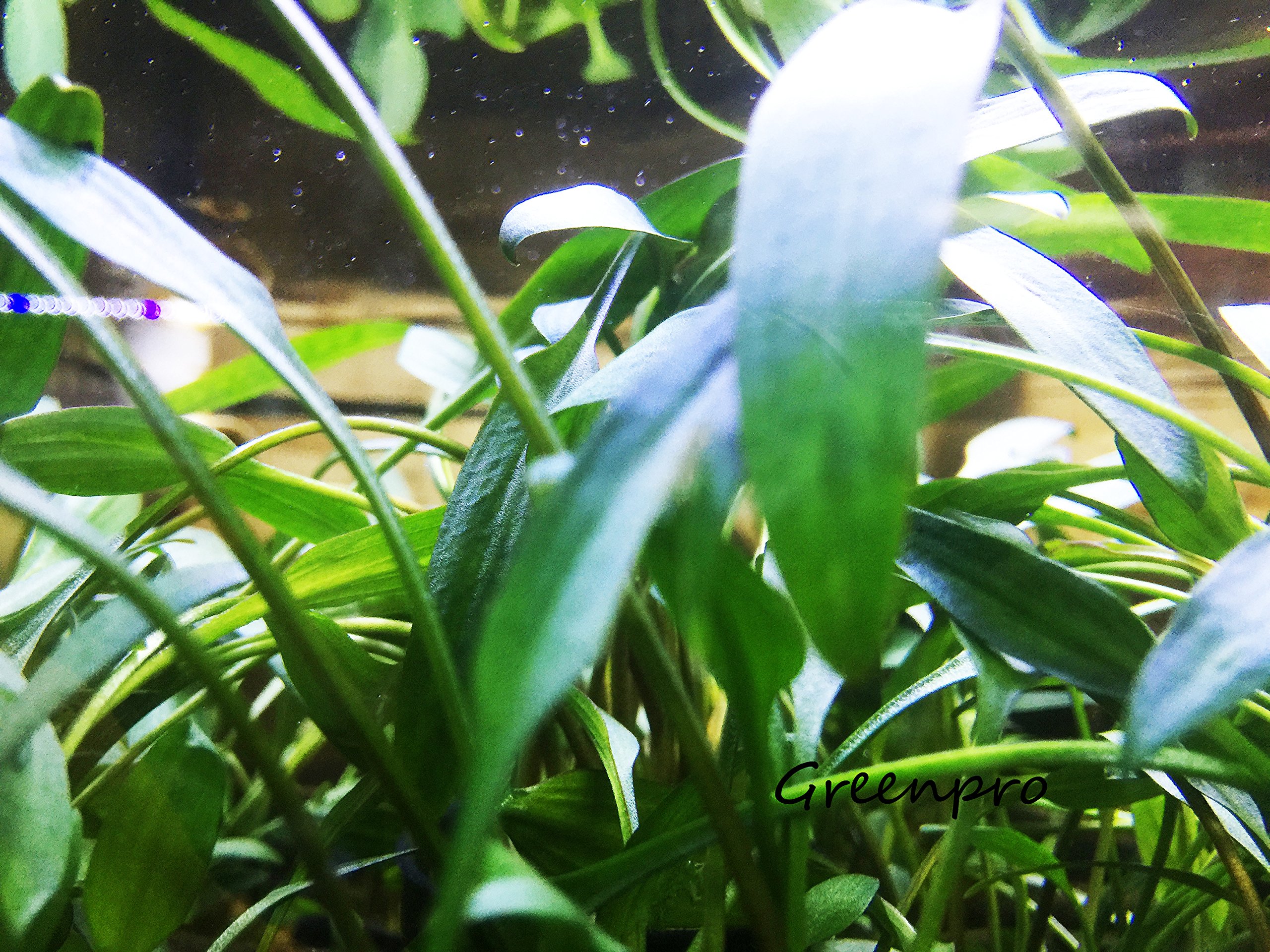 Cryptocoryne Lutea
