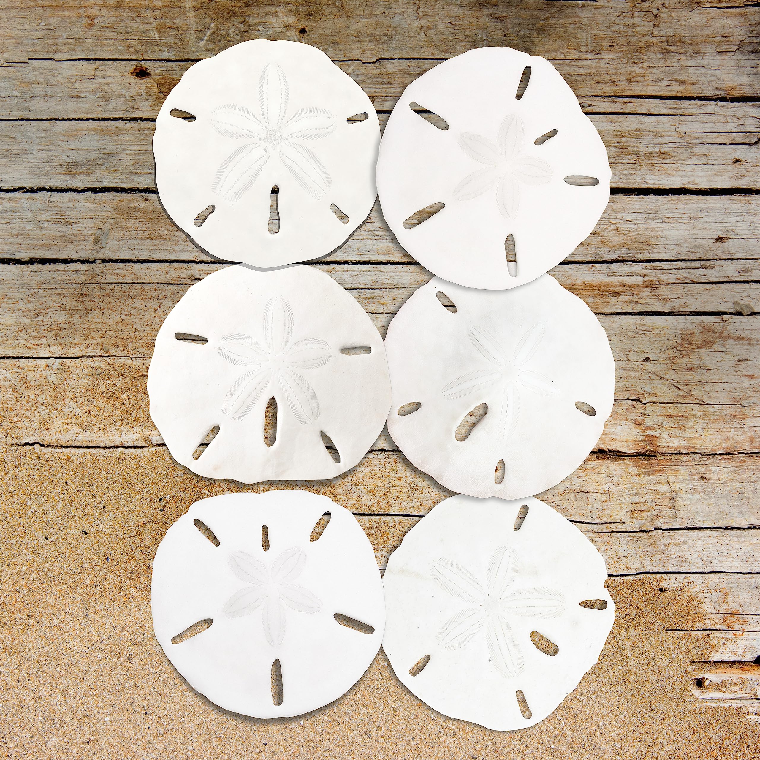 Inside Sand Dollars