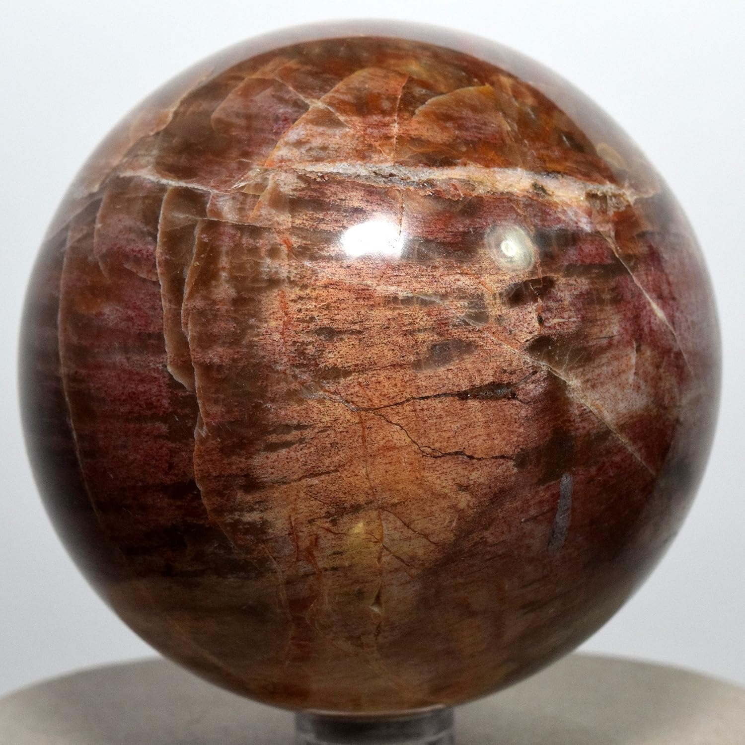 Amazon.com: HQRP 68mm Petrified Wood Sphere Multicolor Natural Fossil ...