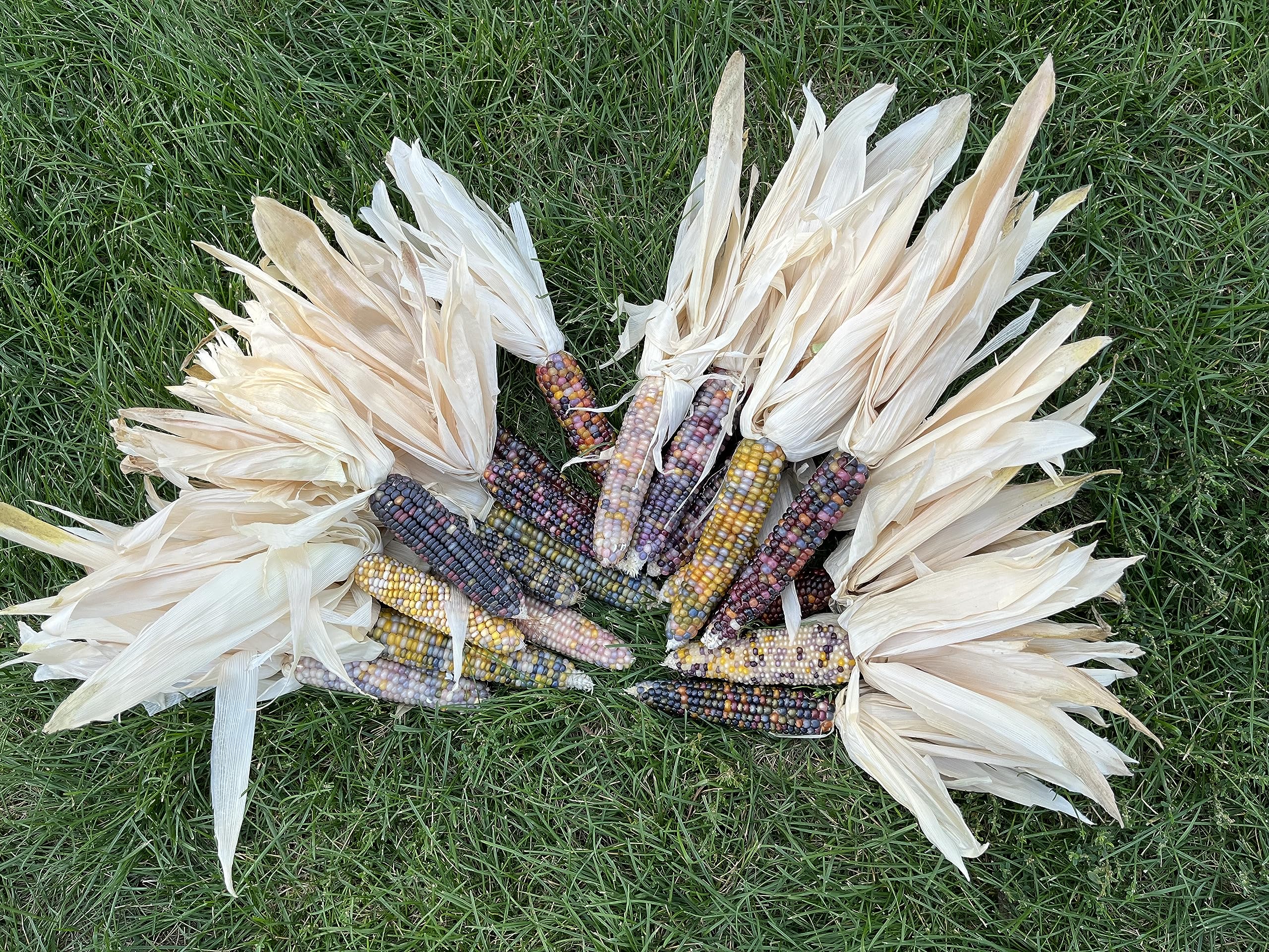 Indians Picking Corn