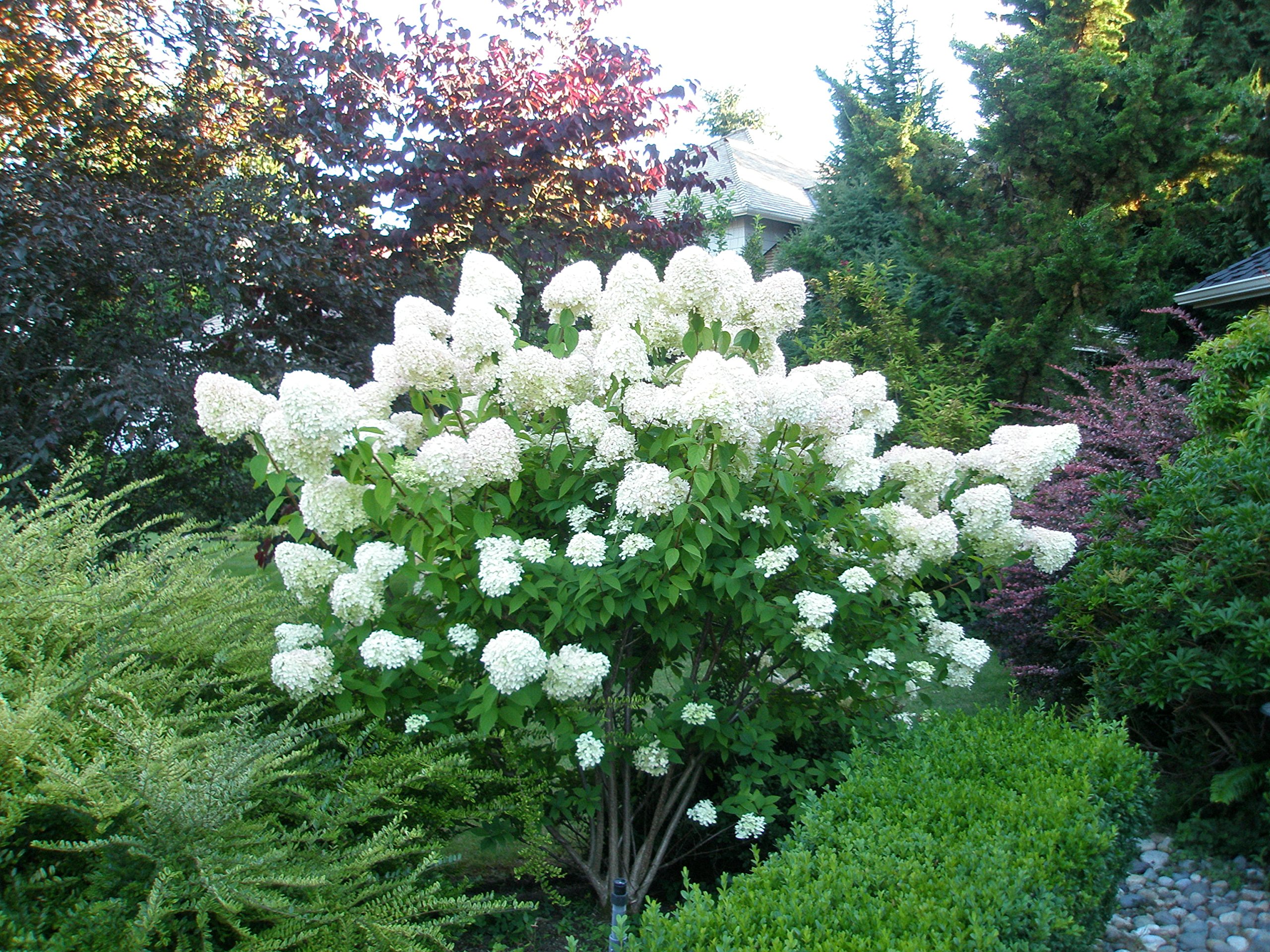 Hydrangea Tree Limelight
