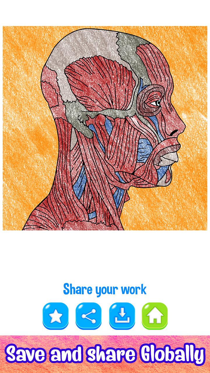 Human Body Color By Number Art - Anatomy Coloring Book:Amazon.com ...