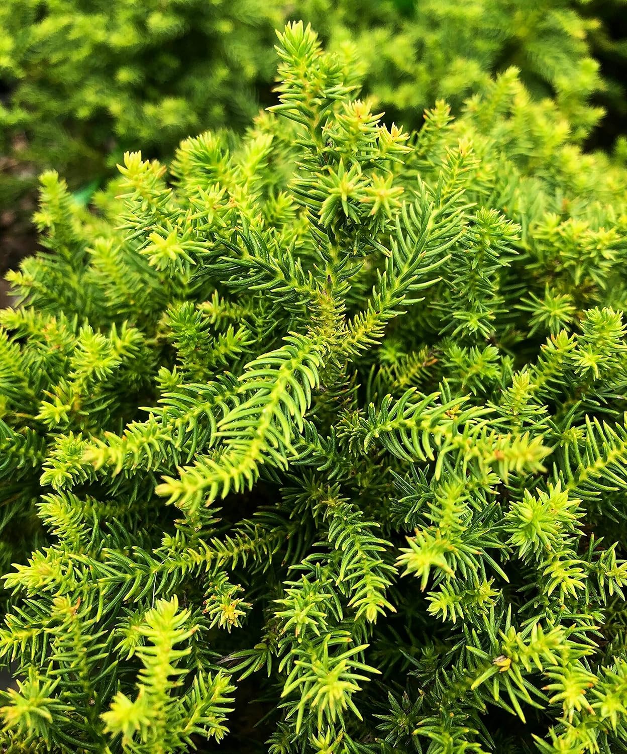 Amazon.com : 100% True Sacred Japanese Cedar Professional Pack 20 Pcs ...